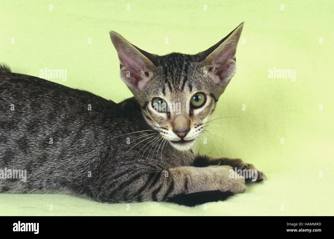 Oriental shorthair tabby hi-res stock photography and images - Alamy