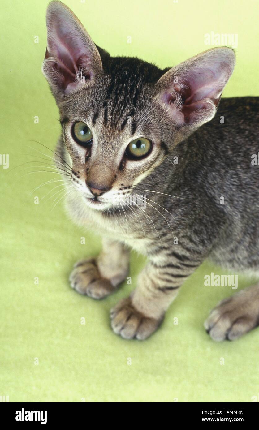 Oriental shorthair tabby hi-res stock photography and images - Alamy