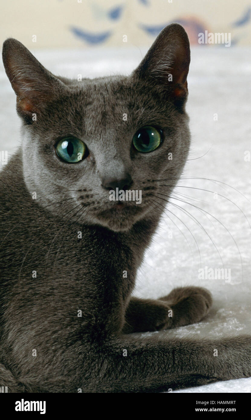 Russisch Blau Katze Stock Photo - Alamy