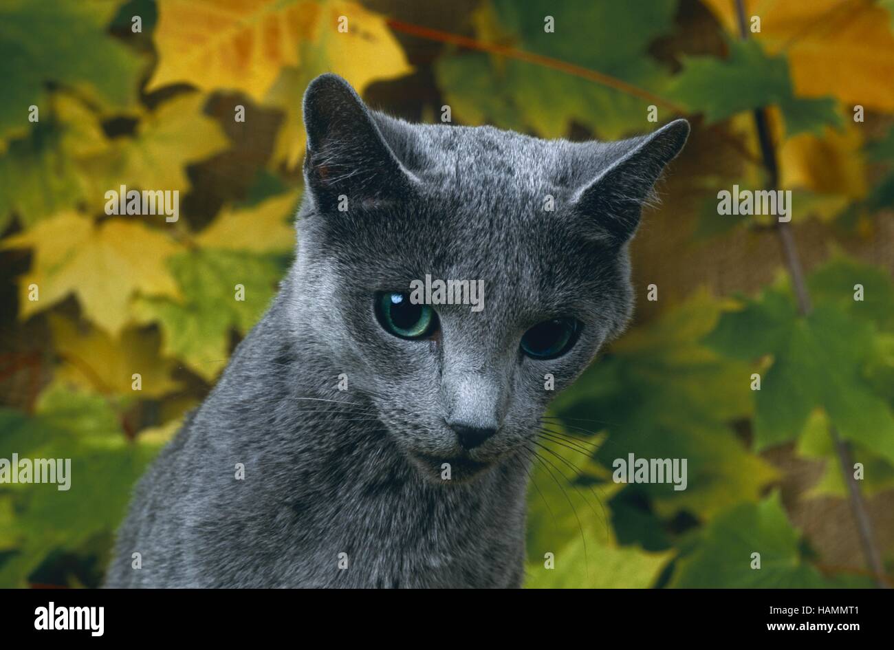 Russisch blaukatze hi-res stock photography and images - Alamy