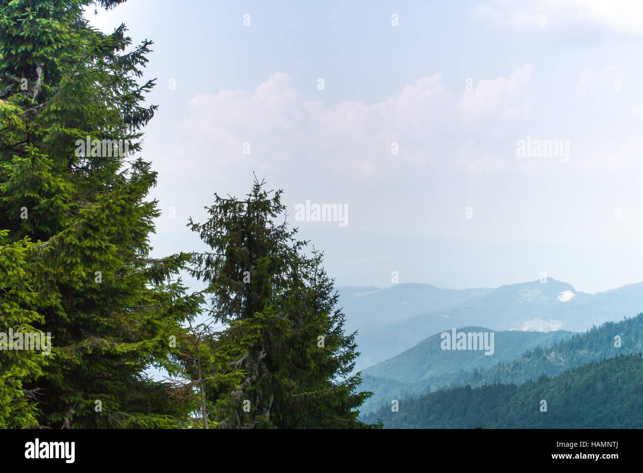 Spruce fir forest in the Ukrainian Carpathians. Sustainable clear ...