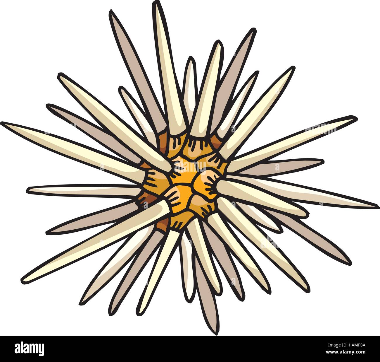 Painting of urchin Stock Vector Images - Alamy