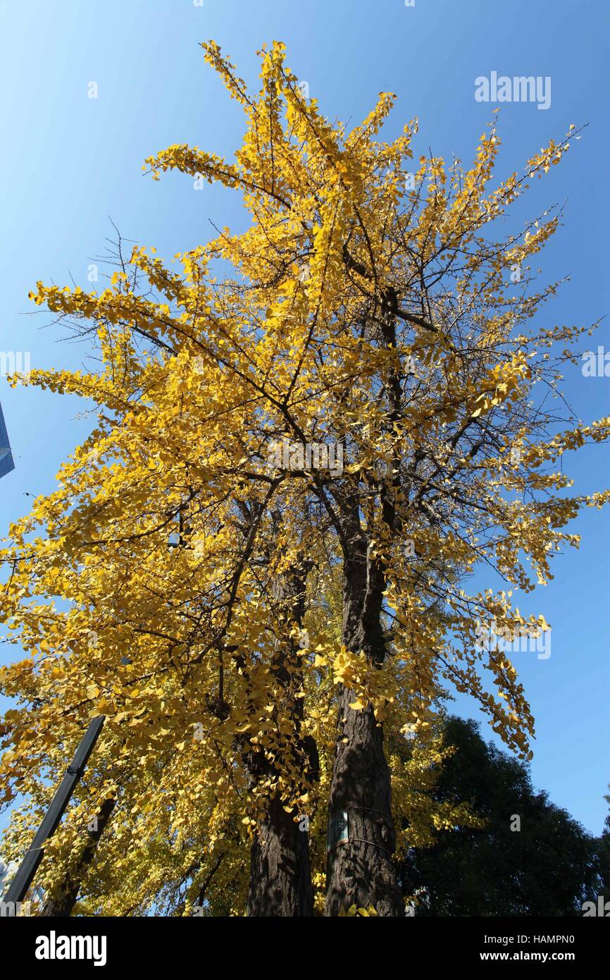 Conjoined trees hi-res stock photography and images - Alamy