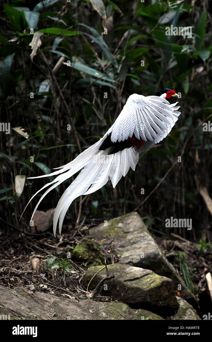 Mingxi county hi-res stock photography and images - Alamy