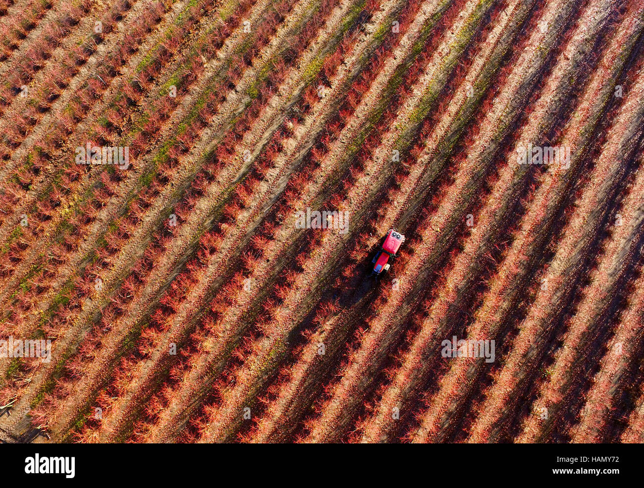 A tractor drives through a harvested blueberry field basked in the ...