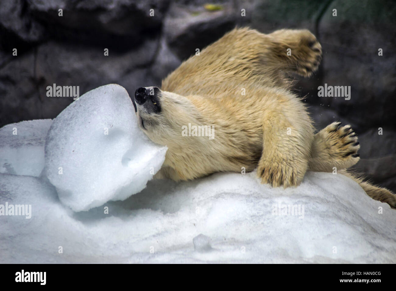 Sao Paulo, Brazil. 2nd Dec, 2016. Polar bears Aurora and Peregrino ...