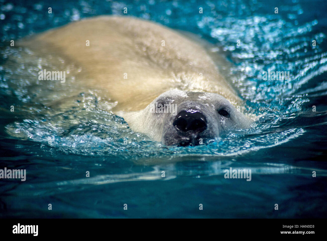 Sao Paulo, Brazil. 2nd Dec, 2016. Polar bears Aurora and Peregrino ...