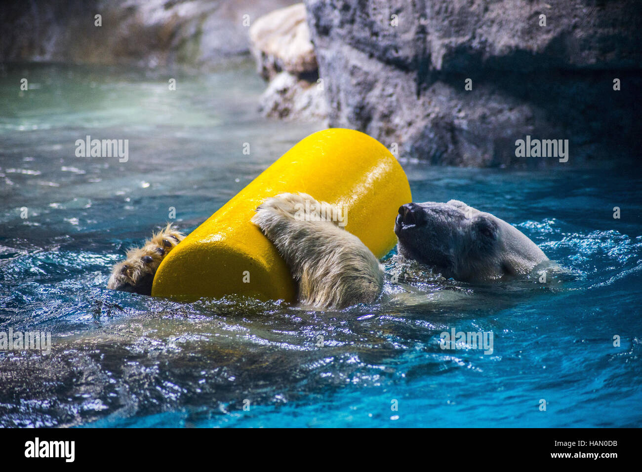 Sao Paulo, Brazil. 2nd Dec, 2016. Polar bears Aurora and Peregrino ...