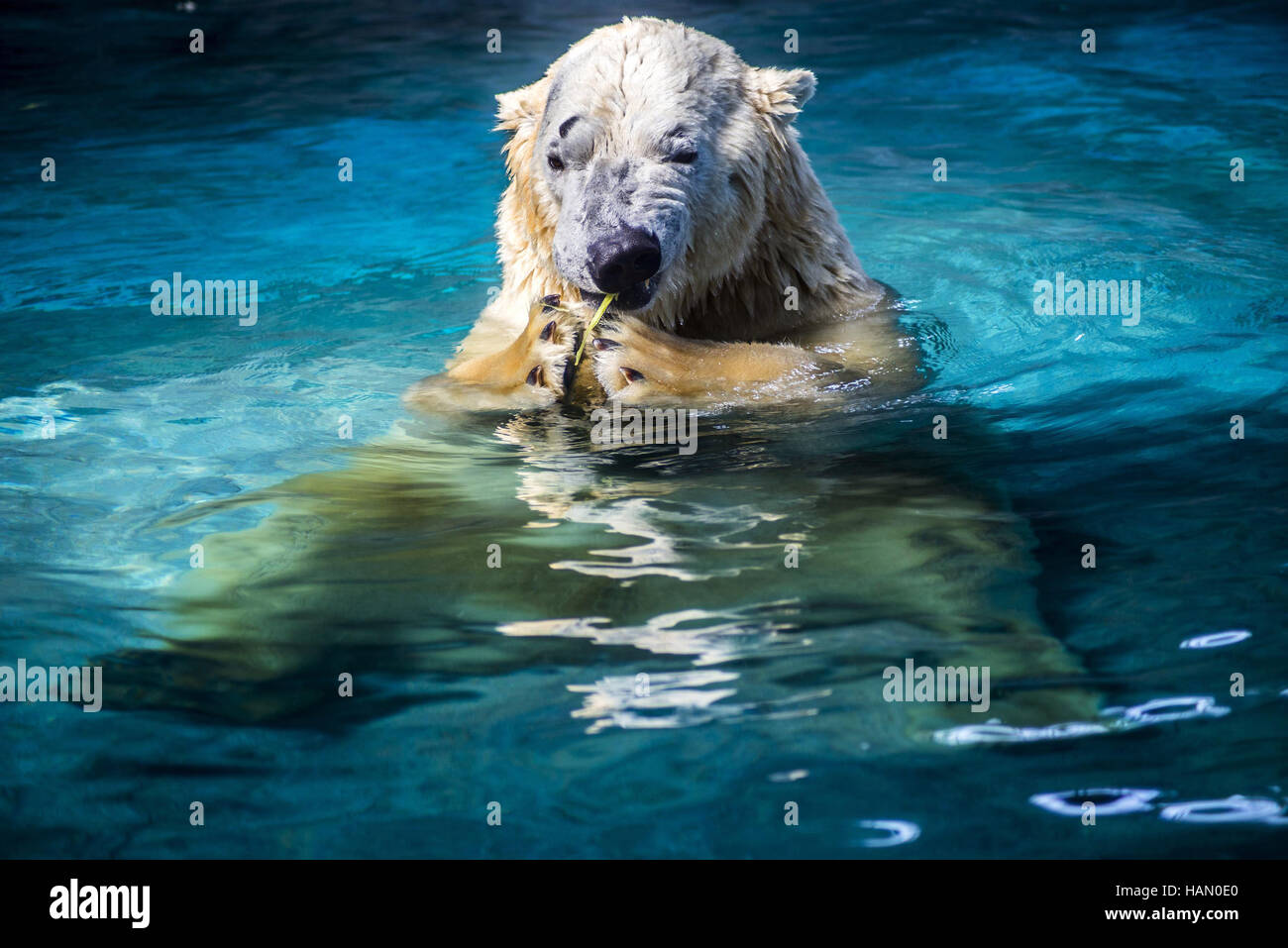 Sao Paulo, Brazil. 2nd Dec, 2016. Polar bears Aurora and Peregrino ...