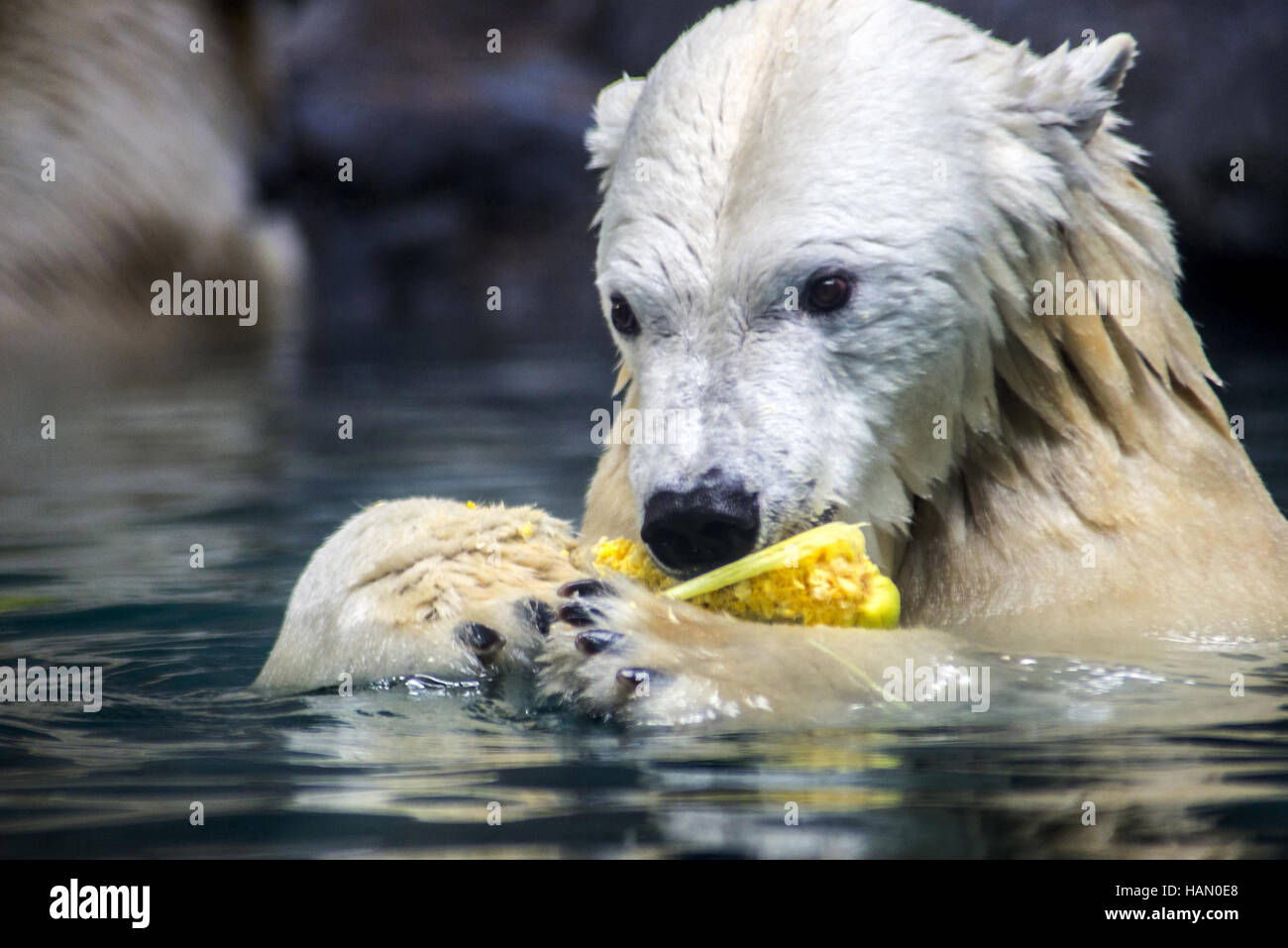 Sao Paulo, Brazil. 2nd Dec, 2016. Polar bears Aurora and Peregrino ...