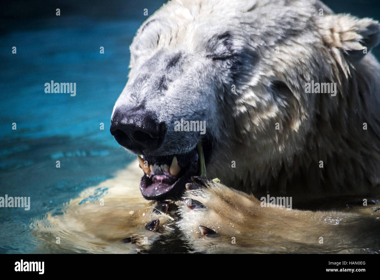 Sao Paulo, Brazil. 2nd Dec, 2016. Polar bears Aurora and Peregrino ...