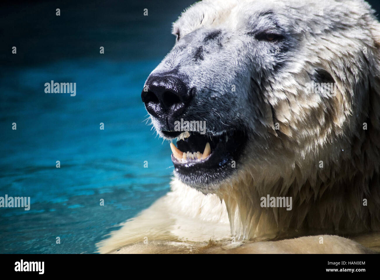 Sao Paulo, Brazil. 2nd Dec, 2016. Polar bears Aurora and Peregrino ...