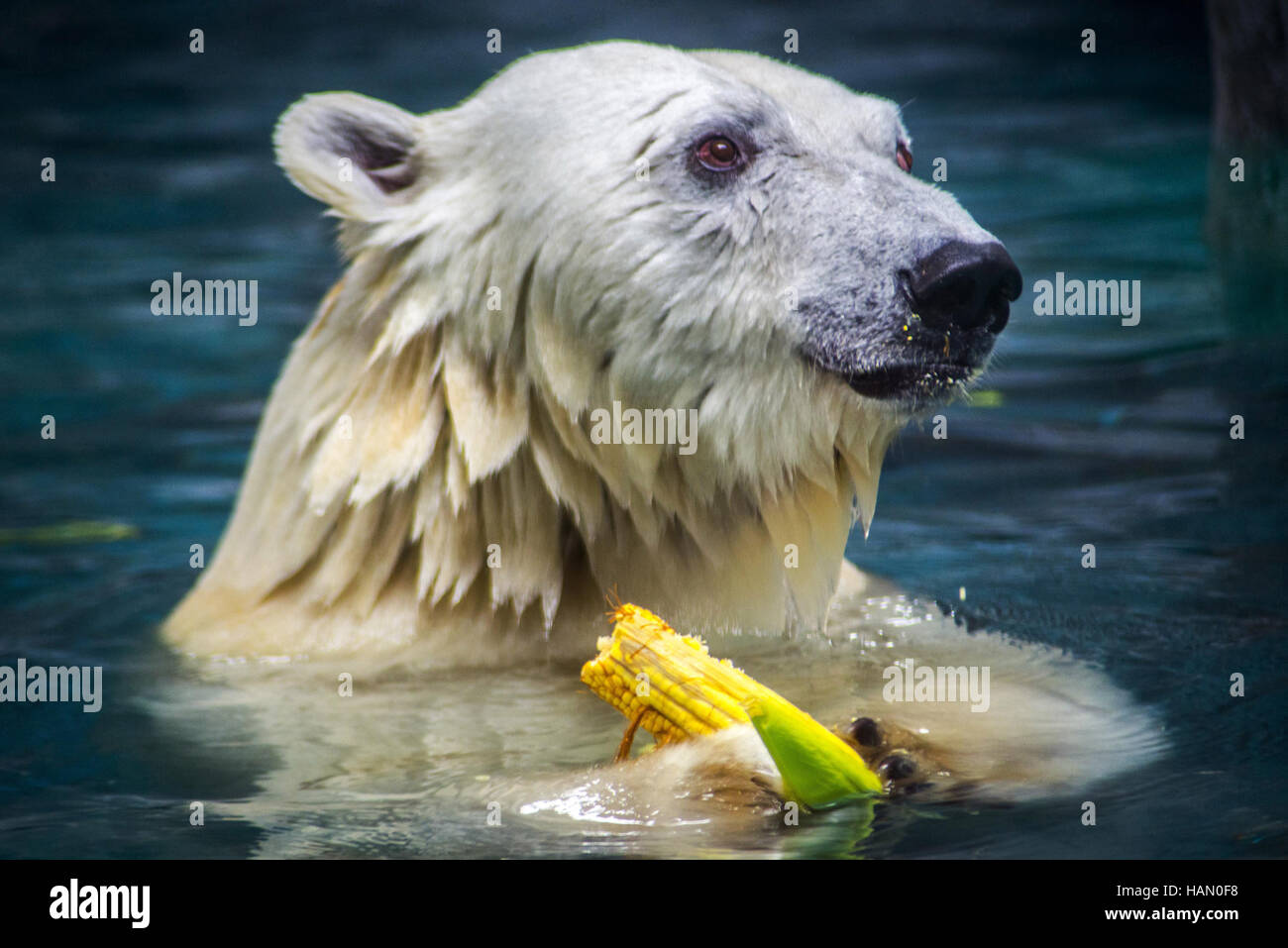 Sao Paulo, Brazil. 2nd Dec, 2016. Polar bears Aurora and Peregrino ...
