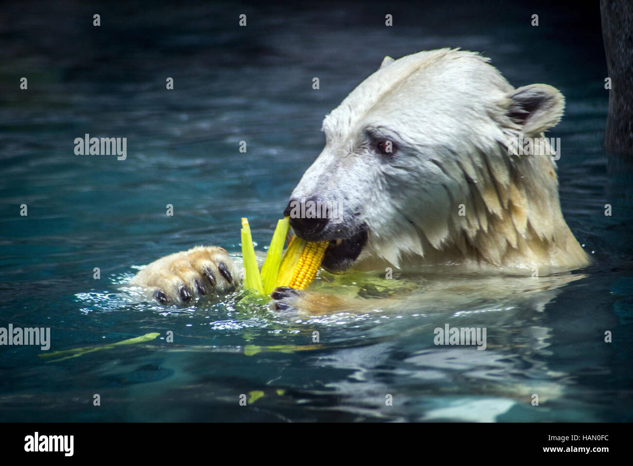 Sao Paulo, Brazil. 2nd Dec, 2016. Polar bears Aurora and Peregrino ...
