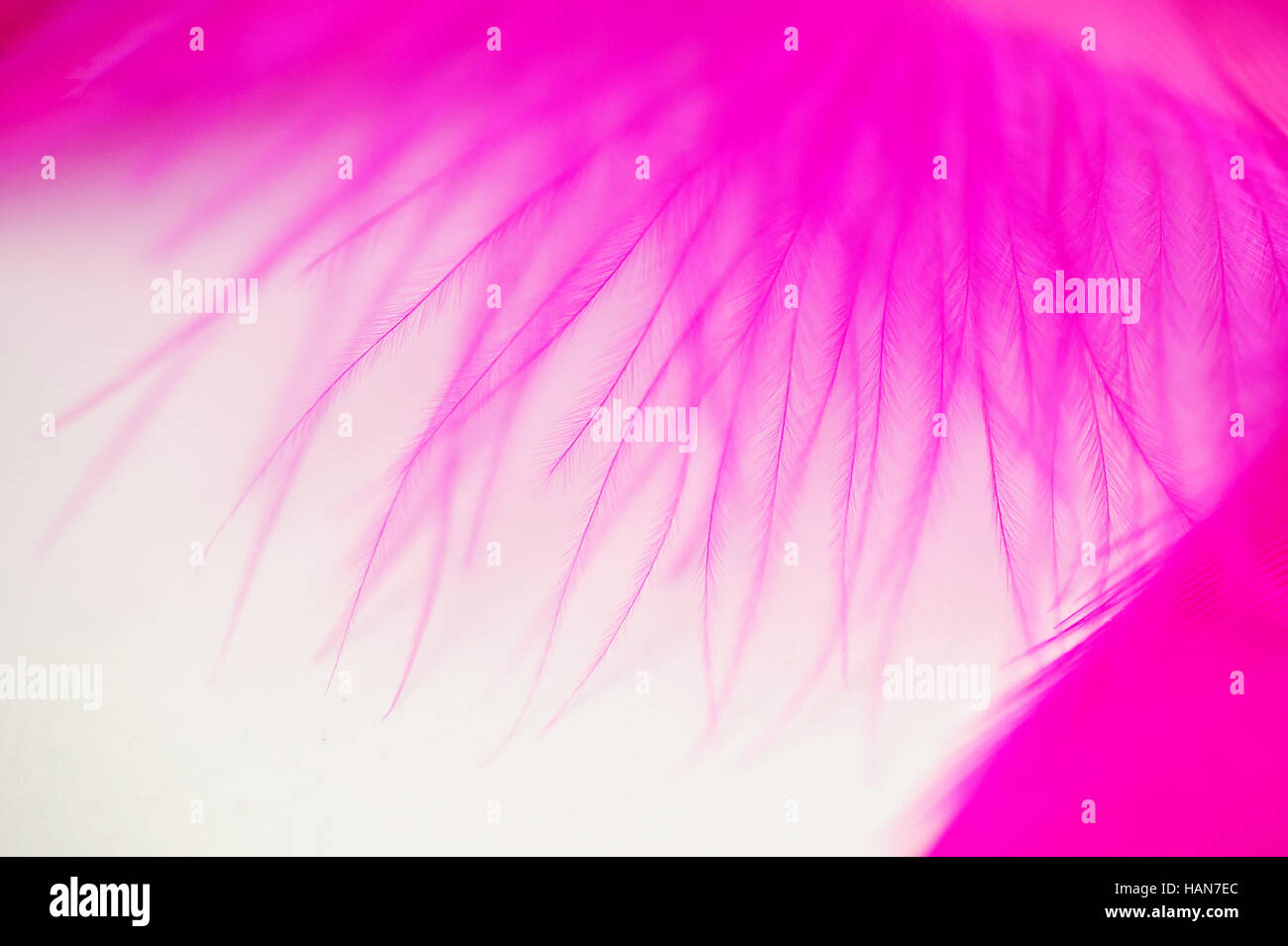 pink texture of feathers. Abstract background with place for text Stock ...