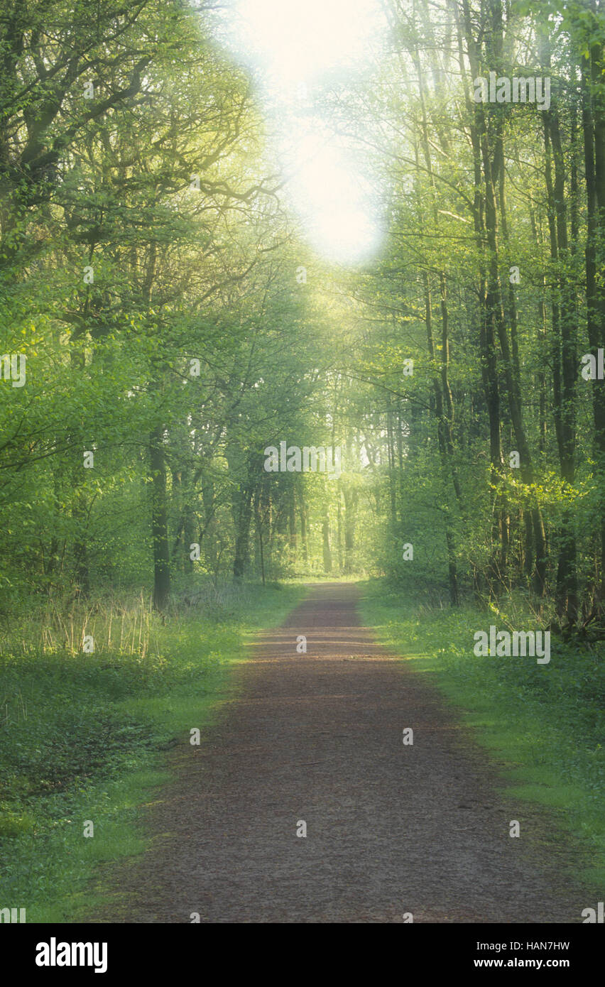 Soft Path High Resolution Stock Photography and Images - Alamy
