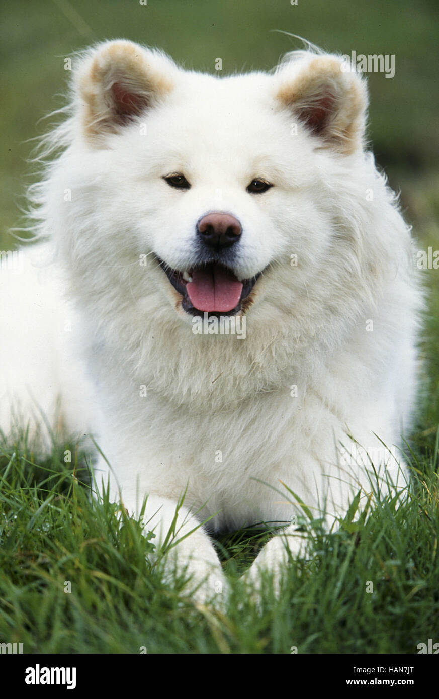 Japanischer spitz portrait hi-res stock photography and images - Alamy