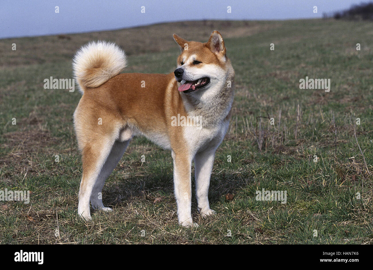 Hunde japan hi-res stock photography and images - Alamy