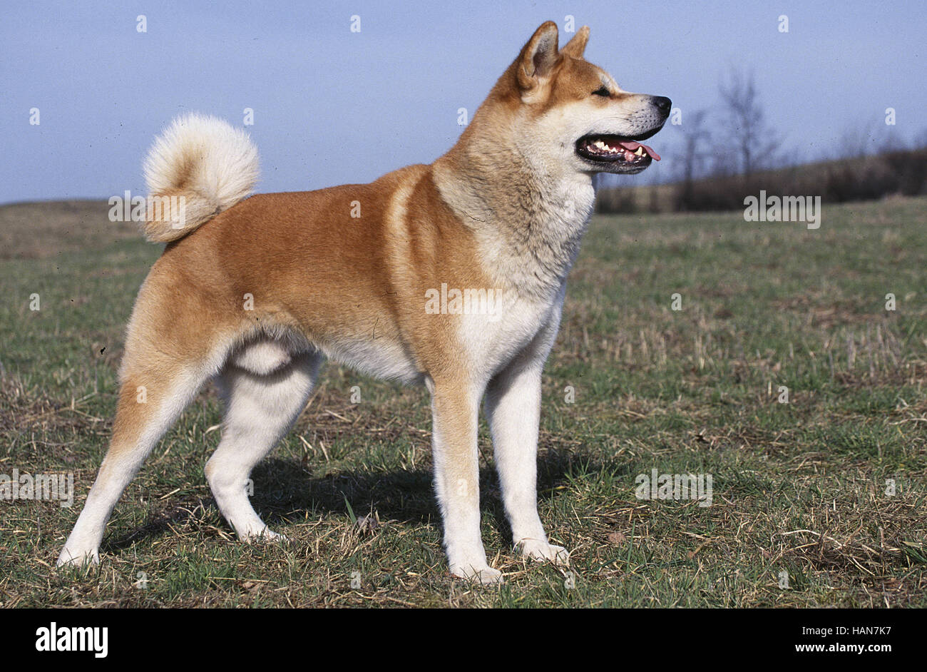 Akita hund hi-res stock photography and images - Alamy