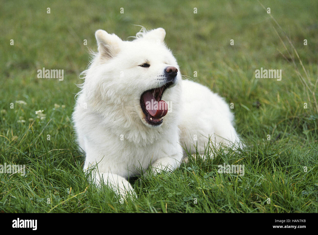 Akita dog teeth hi-res stock photography and images - Alamy
