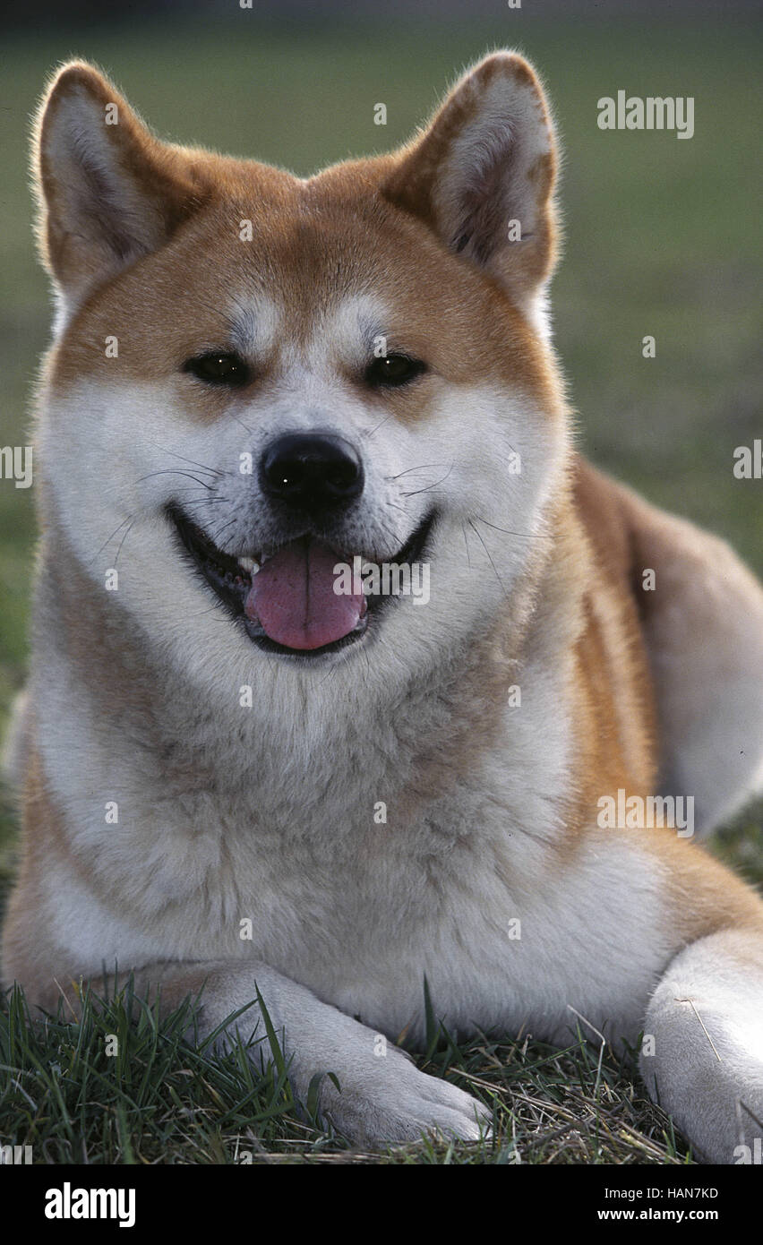 Akita portrait of adult hi-res stock photography and images - Alamy