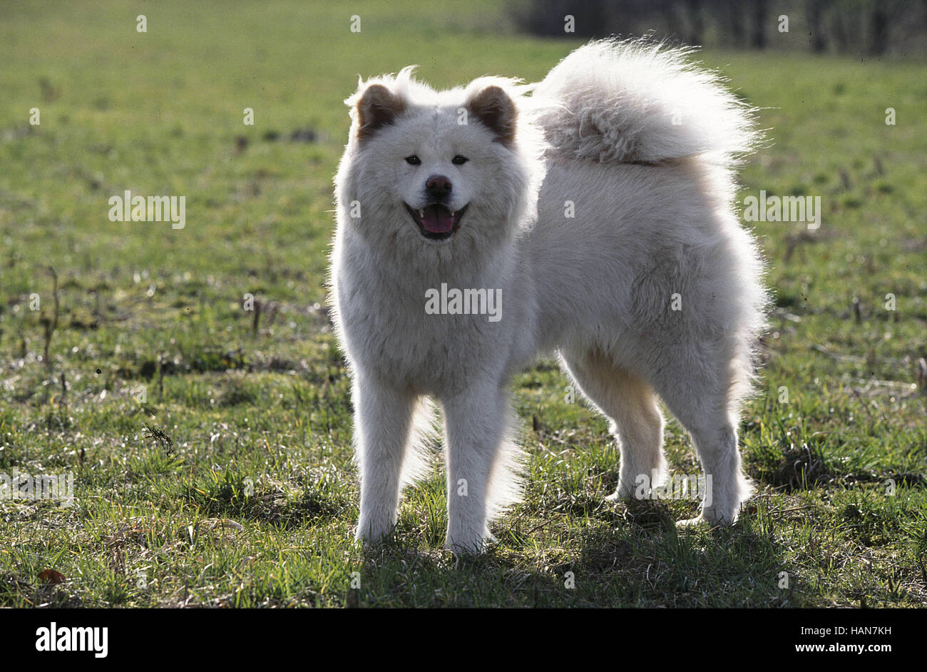 Japanischer spitz hi-res stock photography and images - Alamy