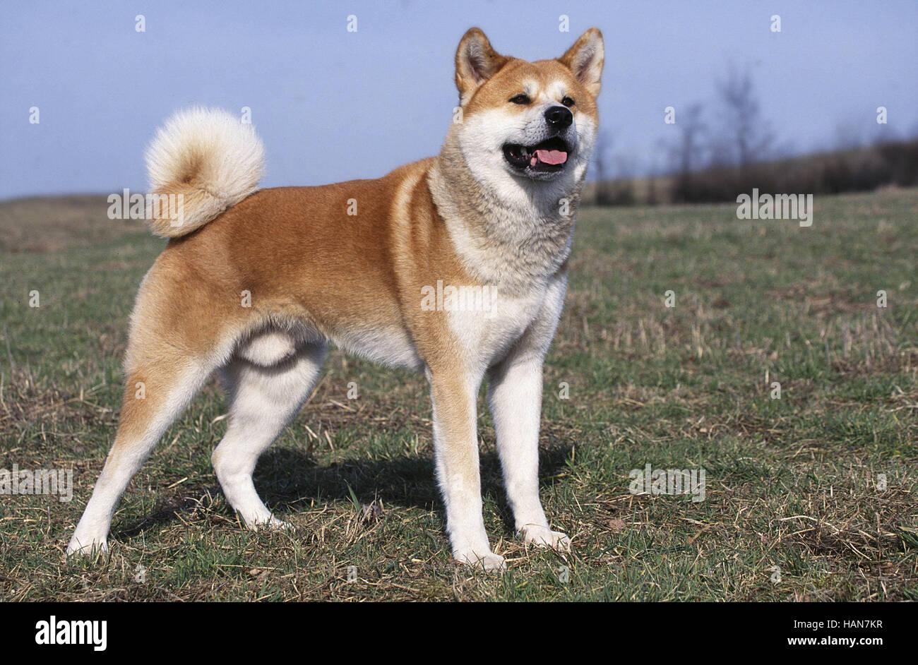 Akita Hund High Resolution Stock Photography and Images - Alamy