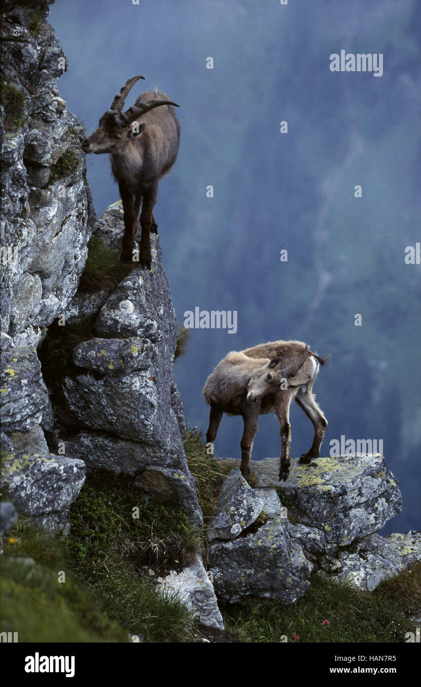 Alpine ibex climbing hi-res stock photography and images - Alamy