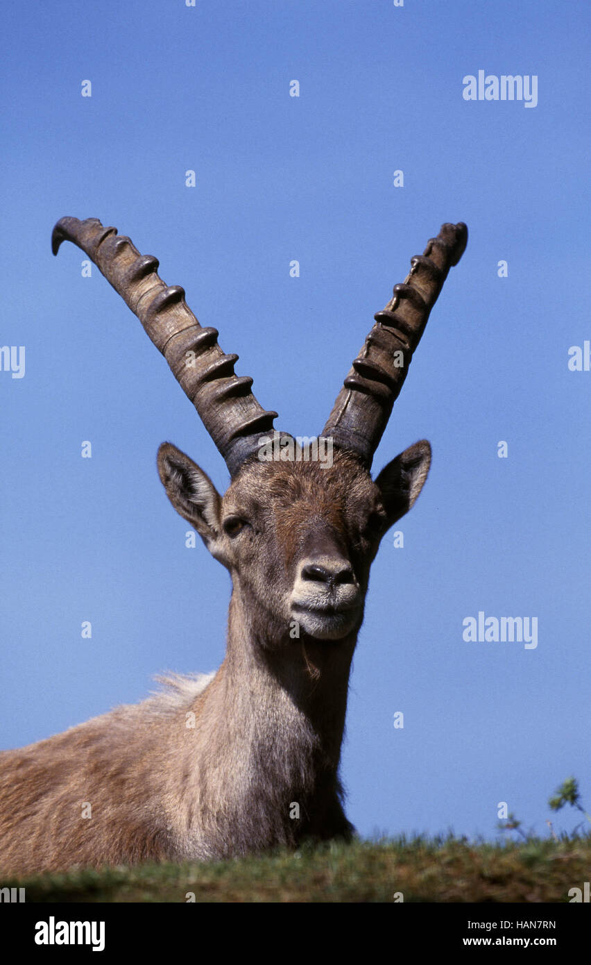 Alpine ibex portrait looking hi-res stock photography and images - Alamy