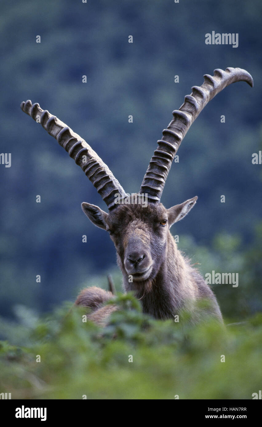 Alpine ibex head hi-res stock photography and images - Alamy