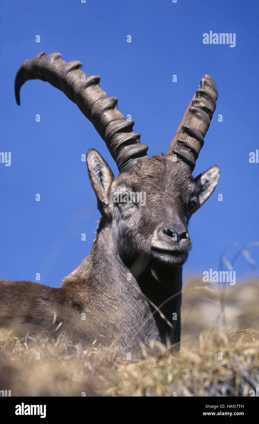 Alpine ibex portrait looking hi-res stock photography and images - Alamy
