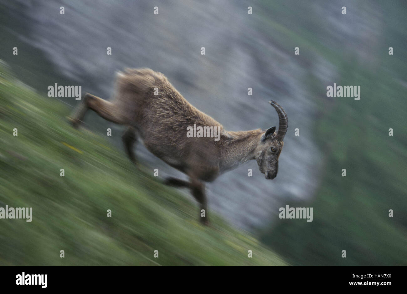 Alpine ibex running hi-res stock photography and images - Alamy
