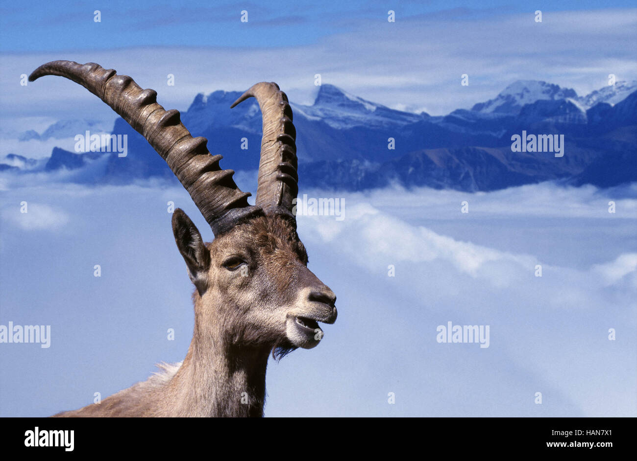 Alpensteinbock alpine ibex male head hi-res stock photography and ...