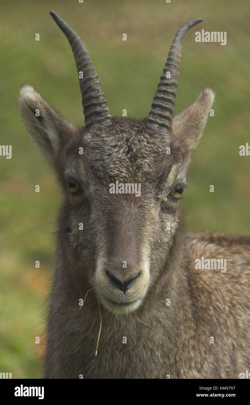 Child with alpine ibex hi-res stock photography and images - Alamy