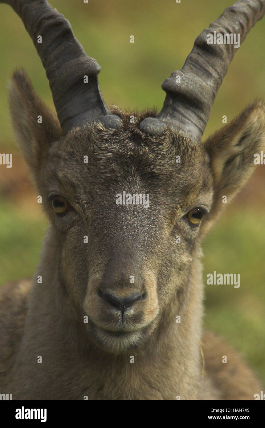 Alpine ibex portrait looking hi-res stock photography and images - Alamy