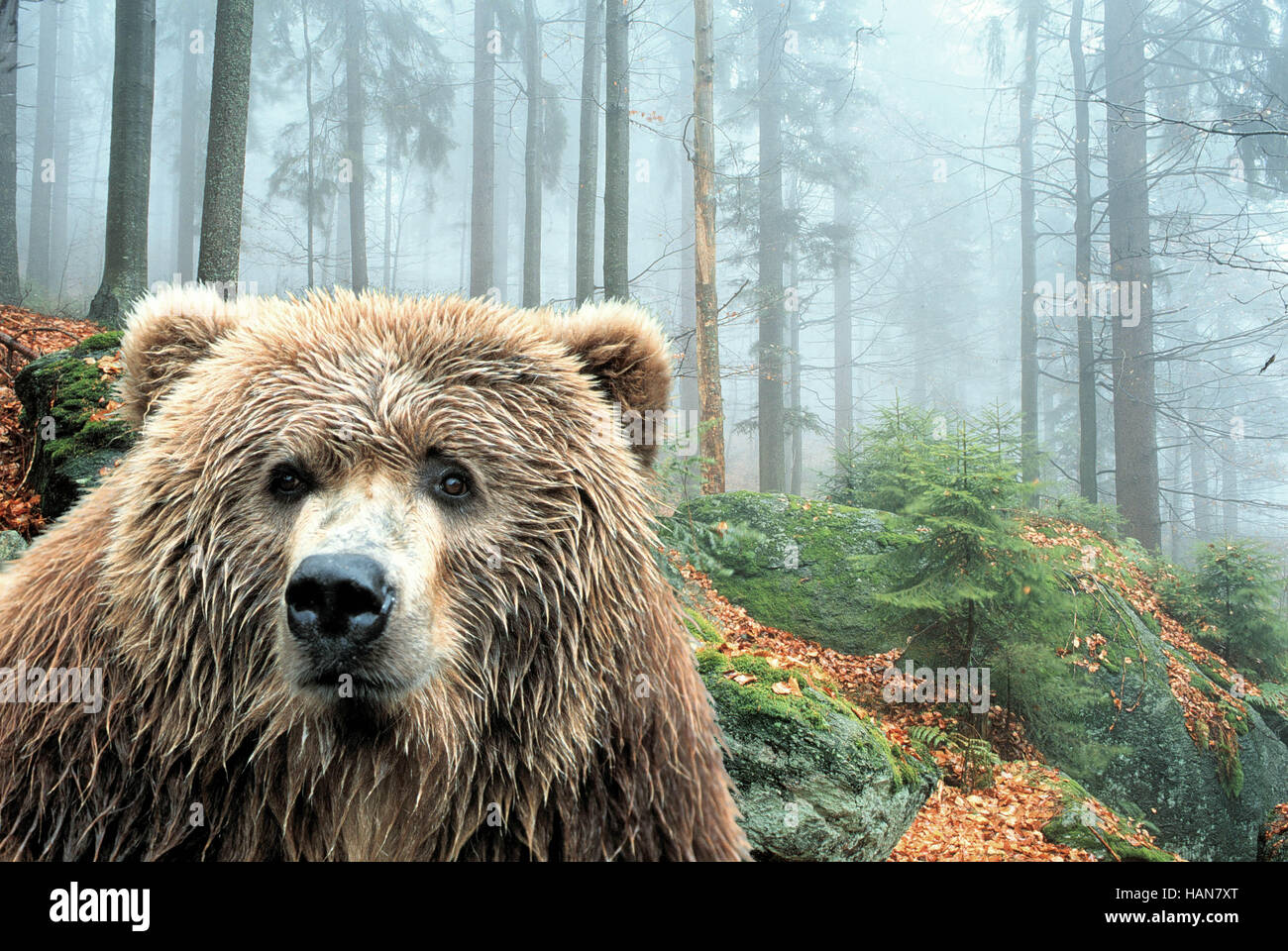 Brown Bear / Braunbaer Stock Photo - Alamy