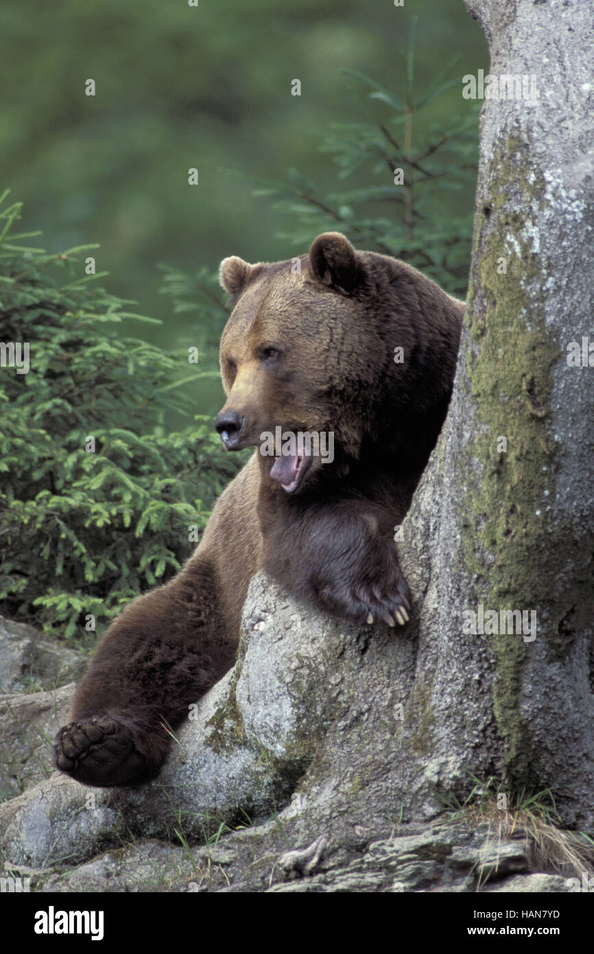 Brown Bear, Braunbaer, Braunbär Stock Photo - Alamy