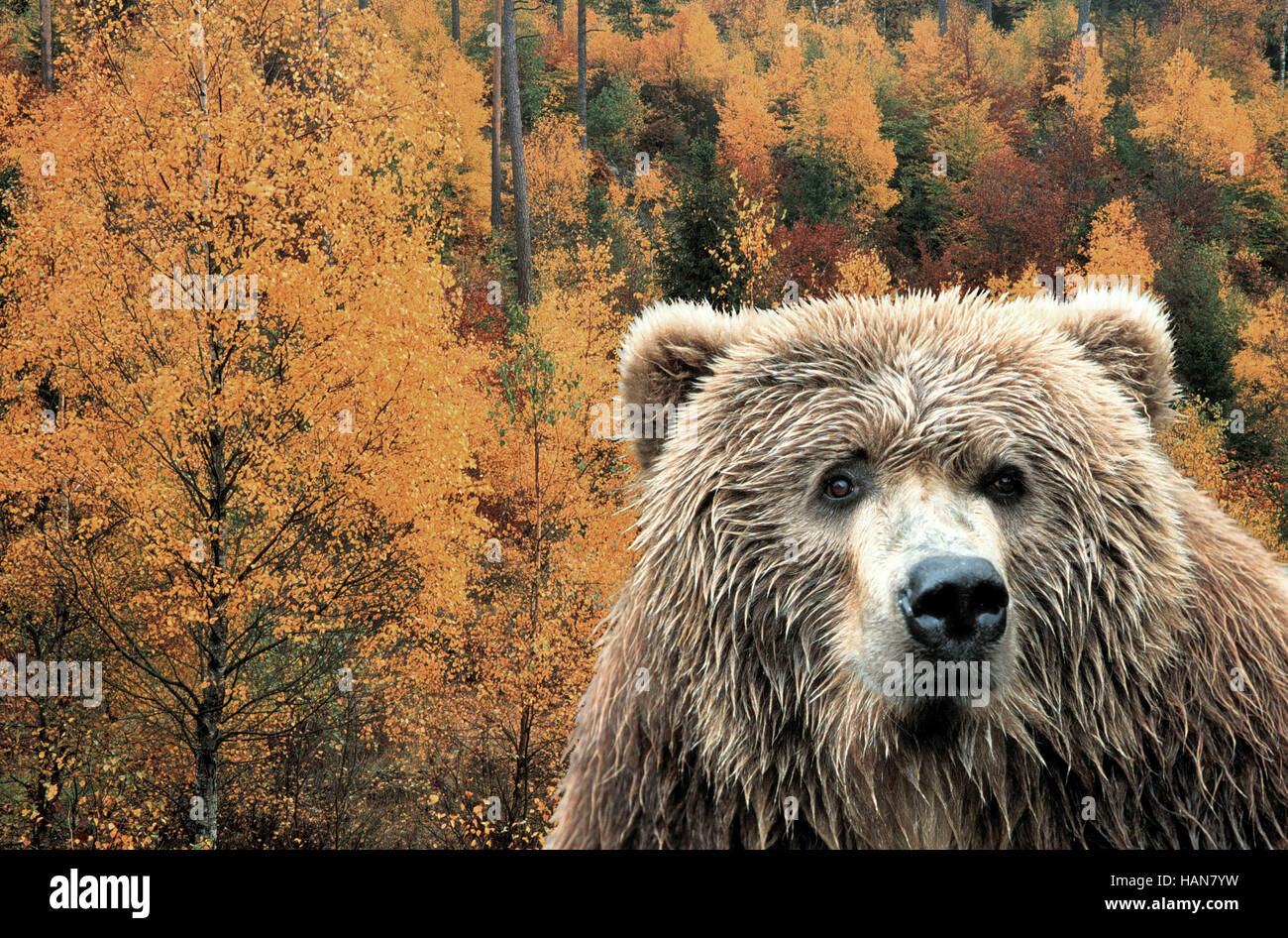 Europaeischer braunbaer hi-res stock photography and images - Alamy