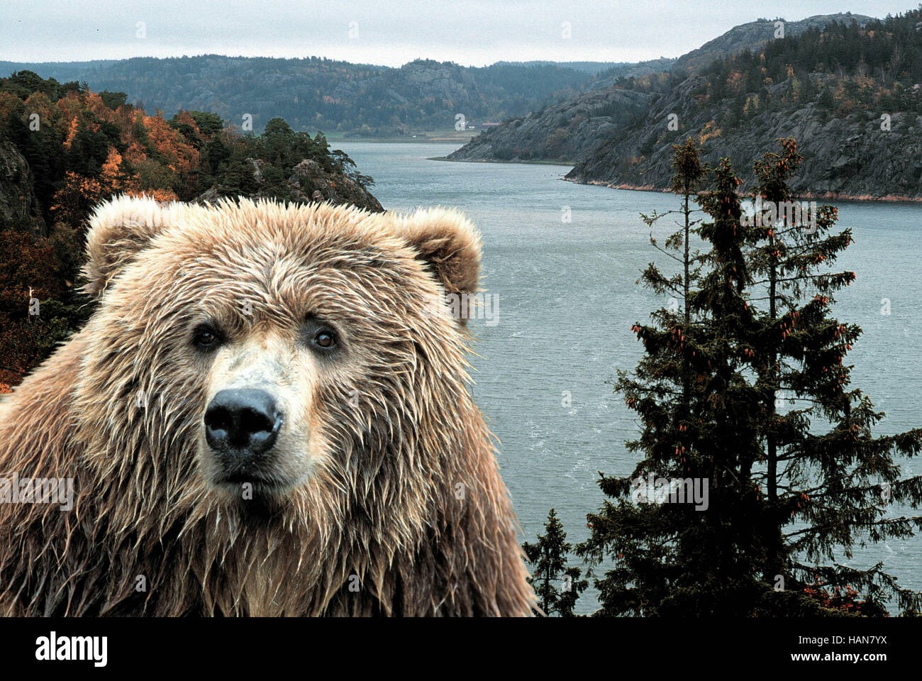 Europaeischer braunbaer hi-res stock photography and images - Alamy