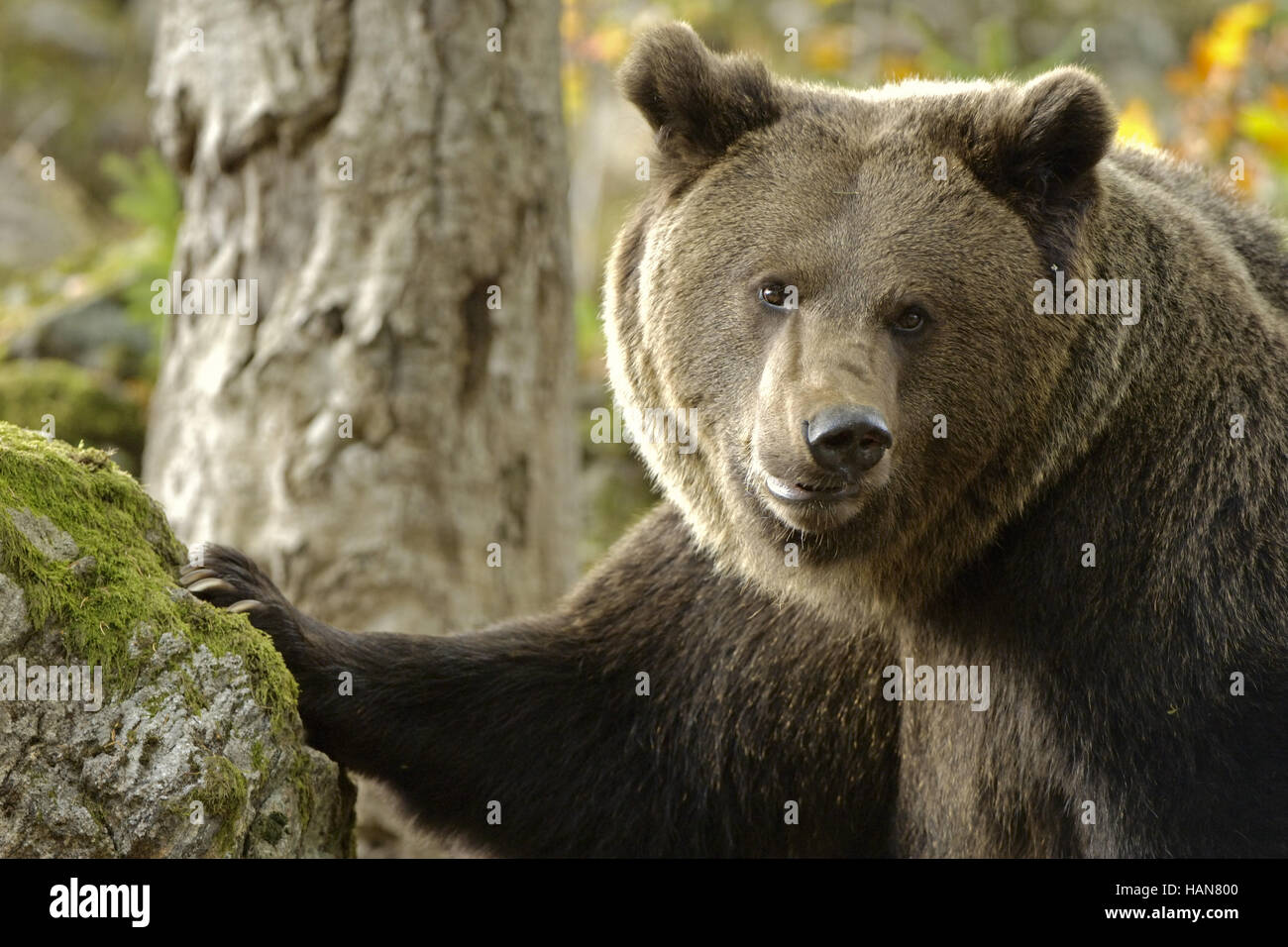 Braunbaer (Portrait) Brown Bear (Portrait Stock Photo - Alamy