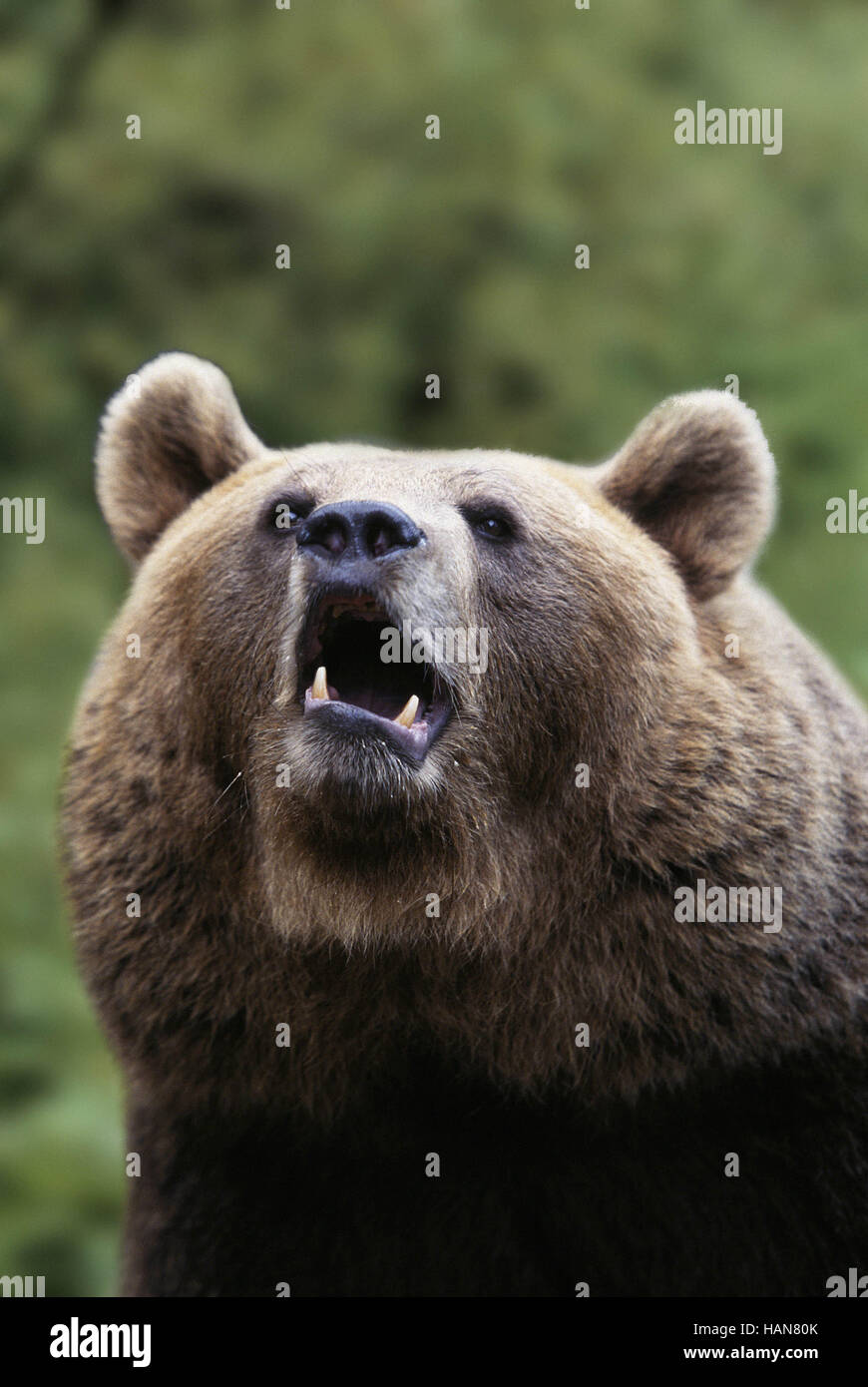 European Brown Bear Stock Photo - Alamy