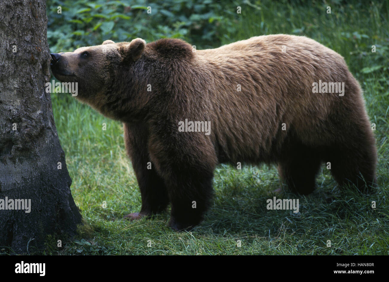European Brown Bear Stock Photo - Alamy