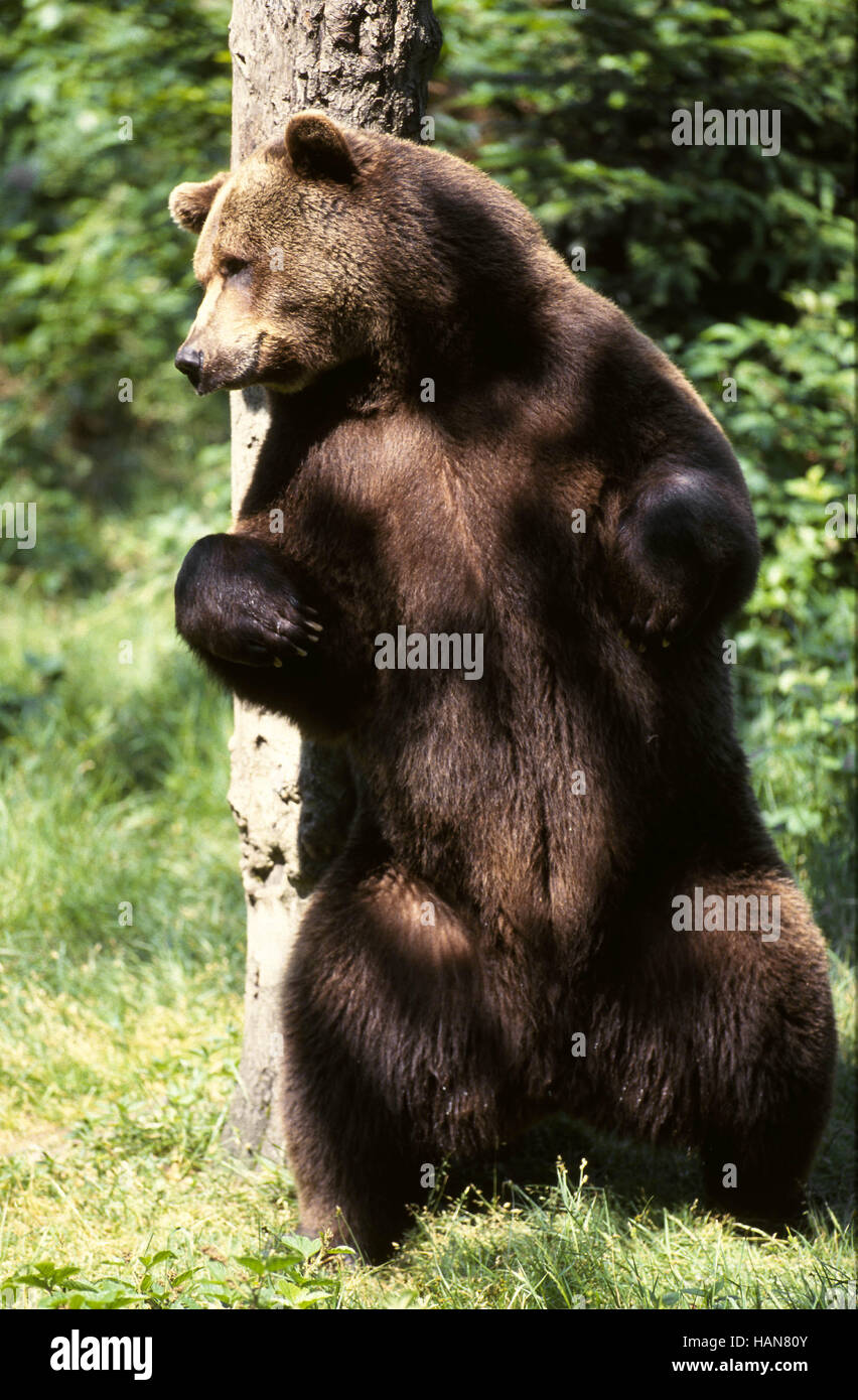 Bear panel hi-res stock photography and images - Alamy
