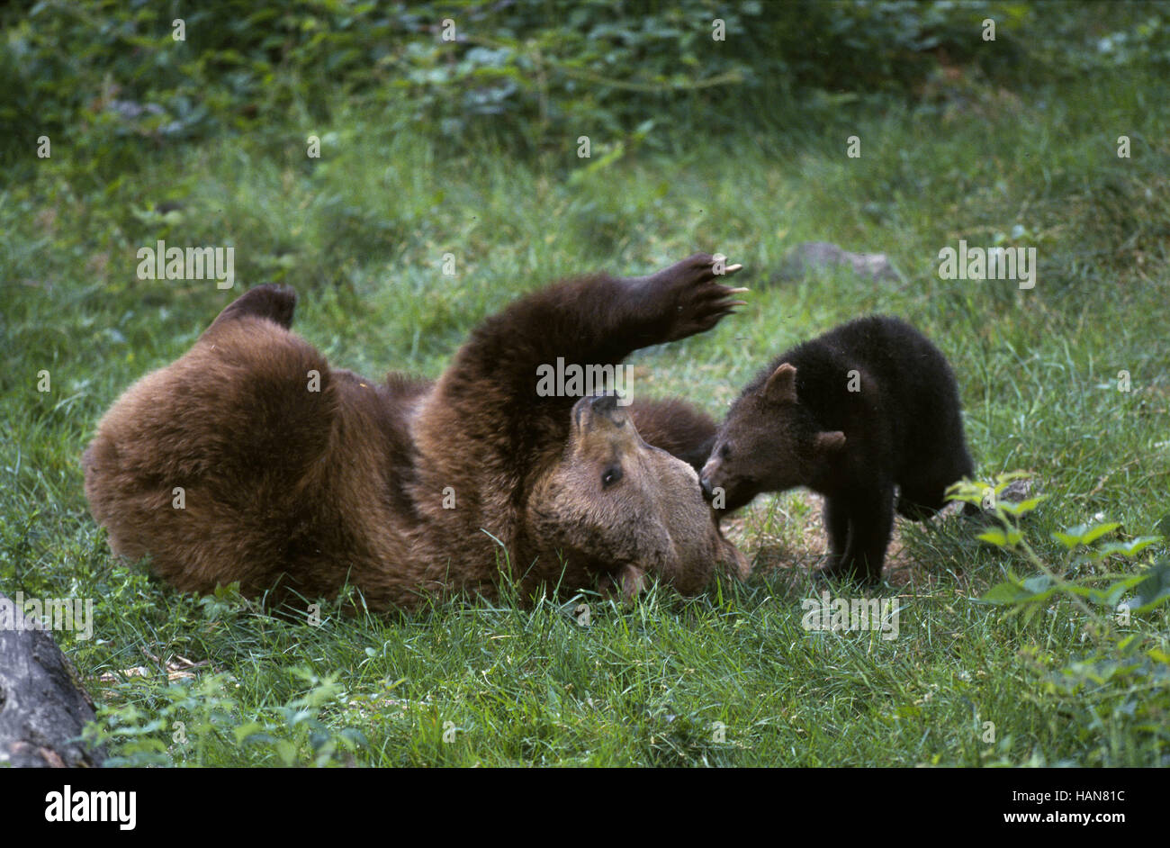 European Brown Bear Stock Photo - Alamy