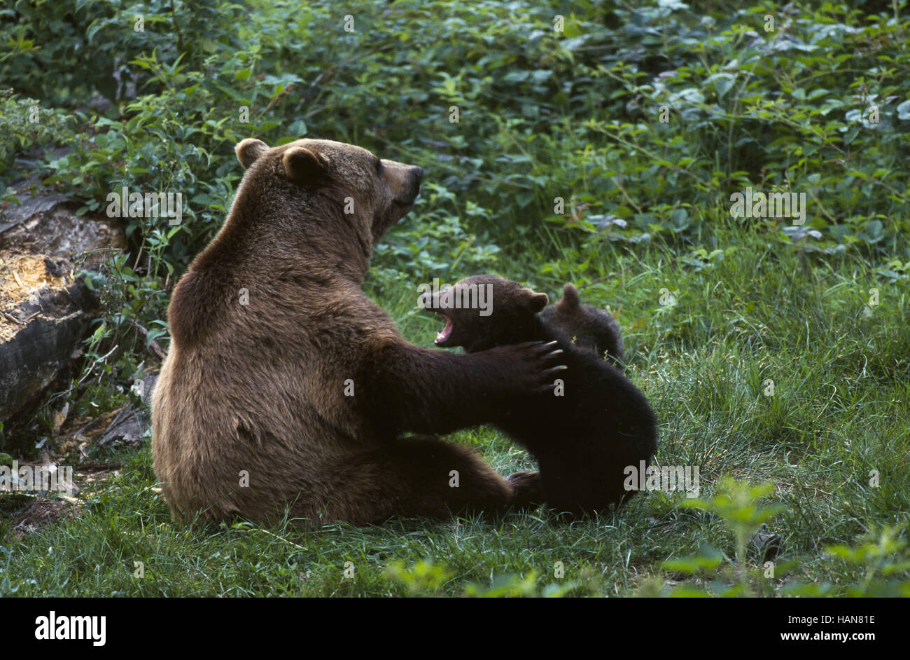 European Brown Bear Stock Photo - Alamy
