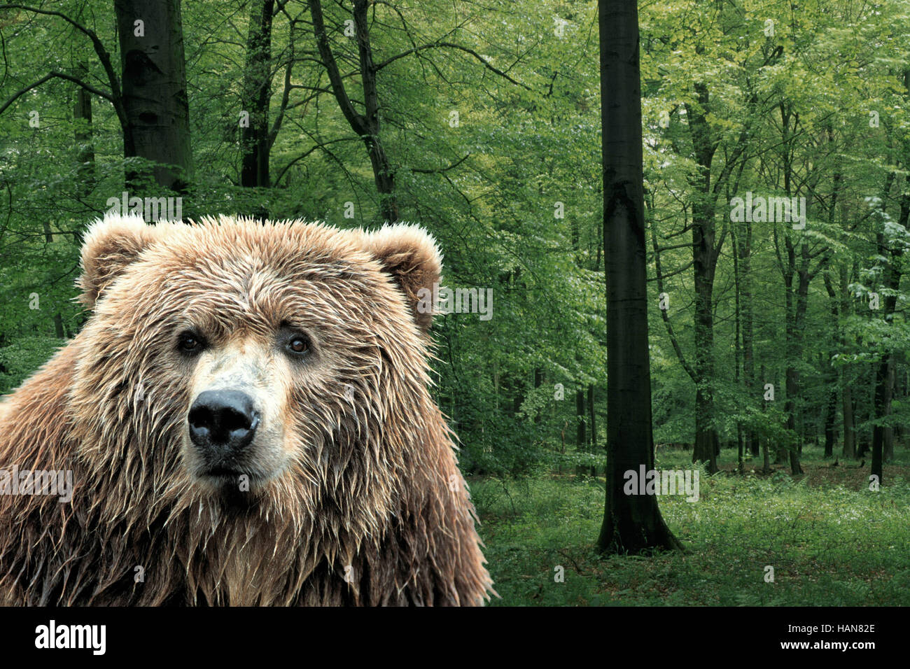 Europaeischer braunbaer hi-res stock photography and images - Alamy