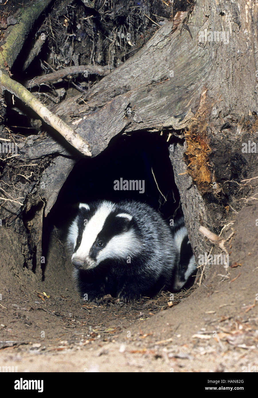 Badger cave hi-res stock photography and images - Alamy