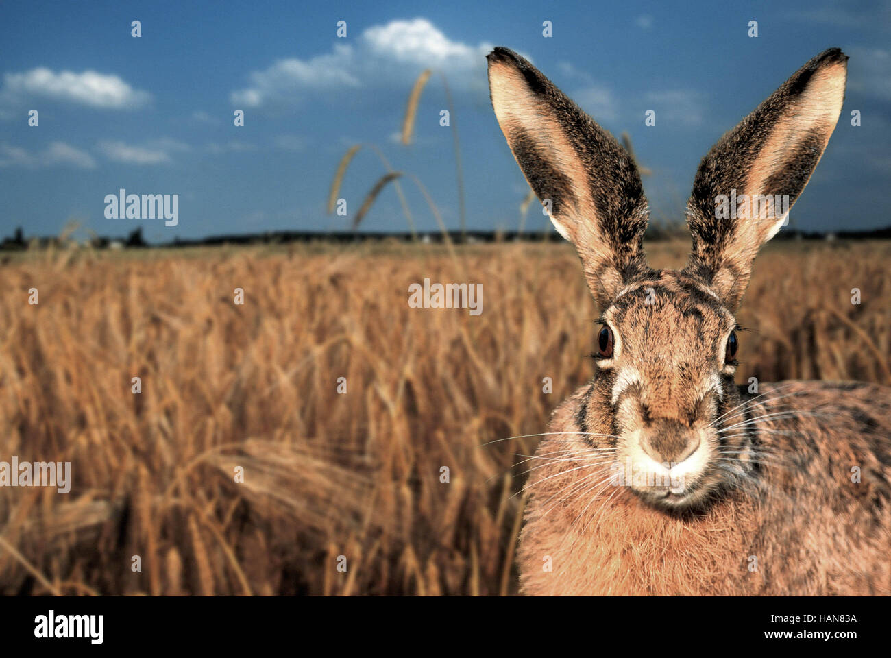 Hare head on hi-res stock photography and images - Alamy