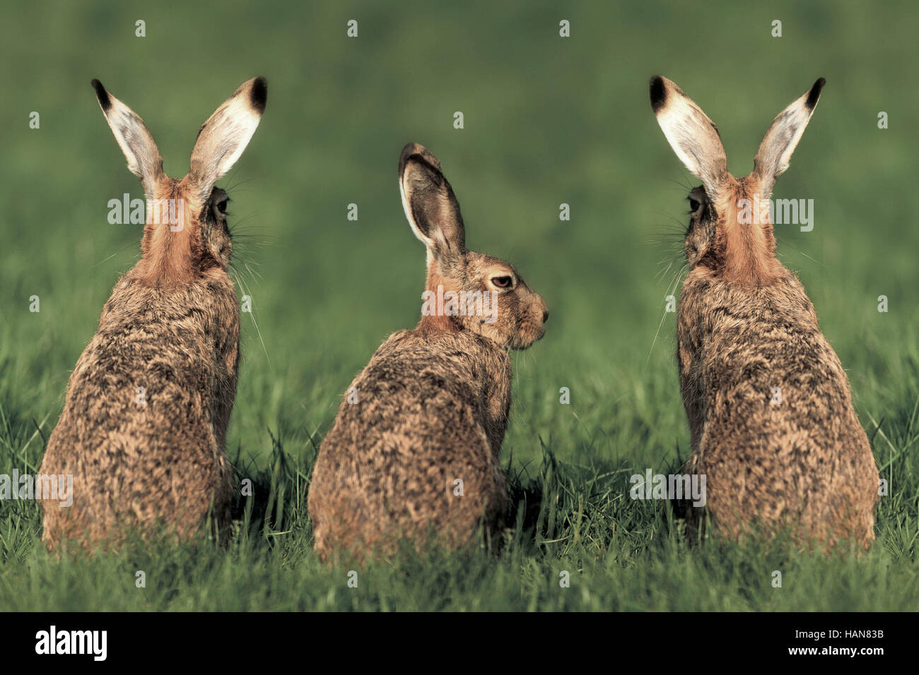 Three hare hi-res stock photography and images - Alamy