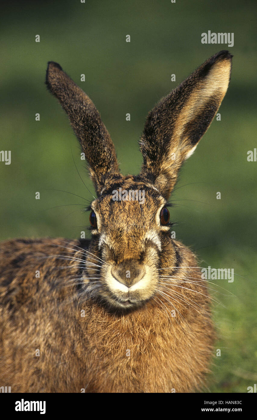 Mitteleuropaeische hi-res stock photography and images - Alamy